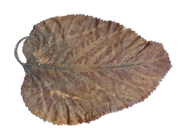 texture 0077 - Texturelib